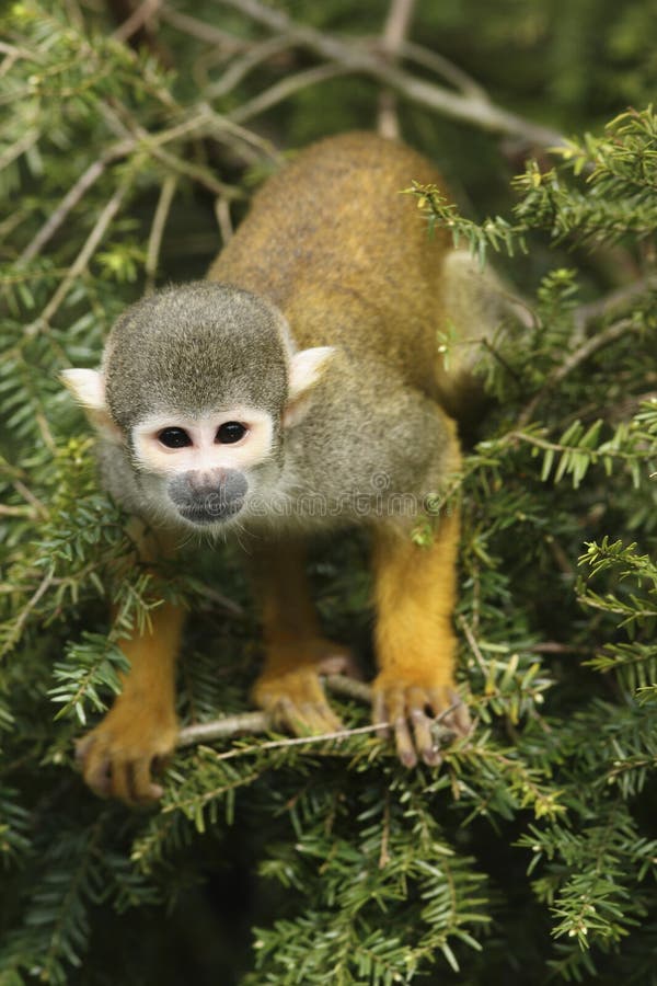Portrait of a Curious Squirrel Monkey in a Tree Looking at the ...