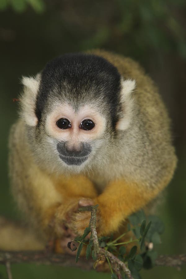 Portrait of a Curious Squirrel Monkey in a Tree Looking at the ...