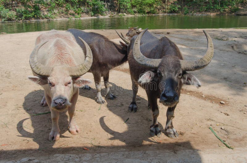 Curious Water Beffalo stock image. Image of calm, closes - 70609463