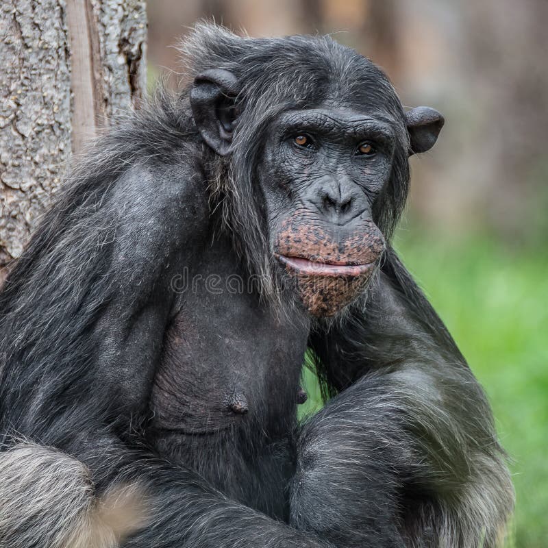 257 Chimp Standing Stock Photos - Free & Royalty-Free Stock Photos from ...