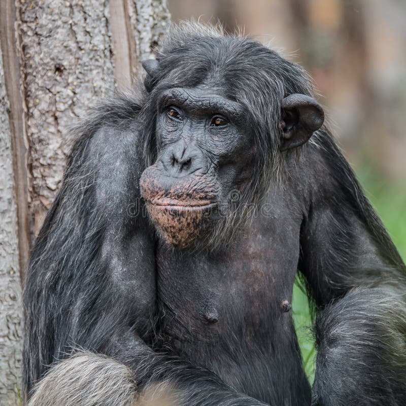 Portrait of Curious Wondered Chimpanzee Standing at Full Size in Grass ...