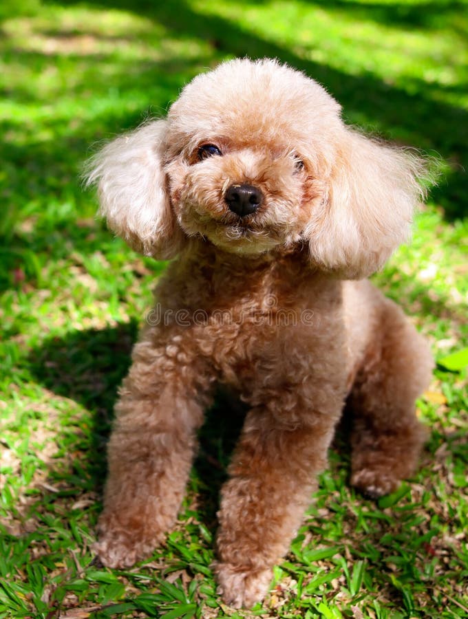 Portrait of a Curly Dog on Nature Stock Image - Image of mammal, brown ...