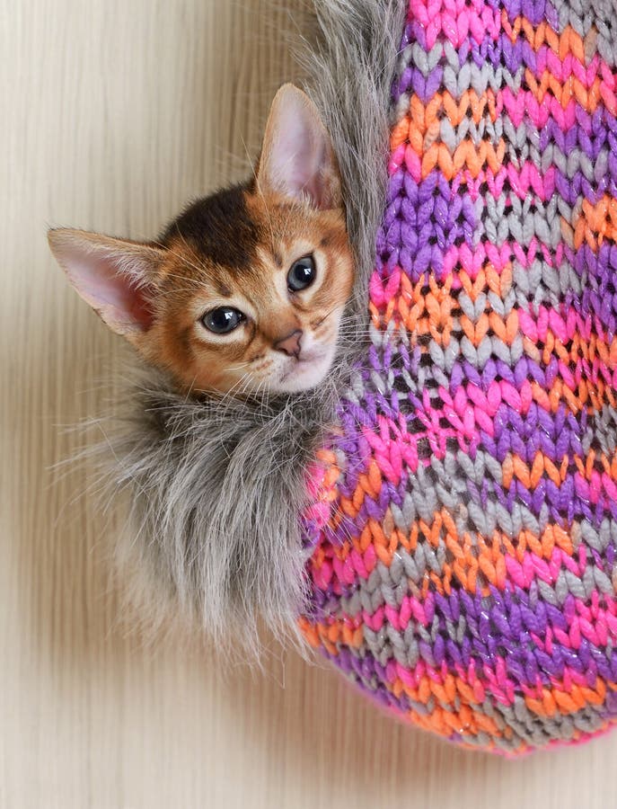 Portrait of a Cute Abyssinian Kitten Stock Photo - Image of adorable ...