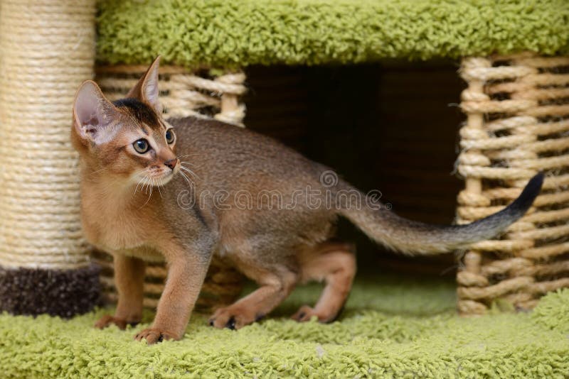 Portrait of a Cute Abyssinian Kitten Stock Image - Image of fluffy ...
