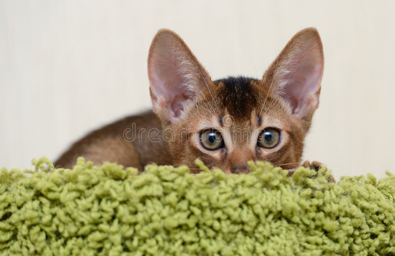 Portrait of a Cute Abyssinian Kitten Stock Photo - Image of relaxed ...