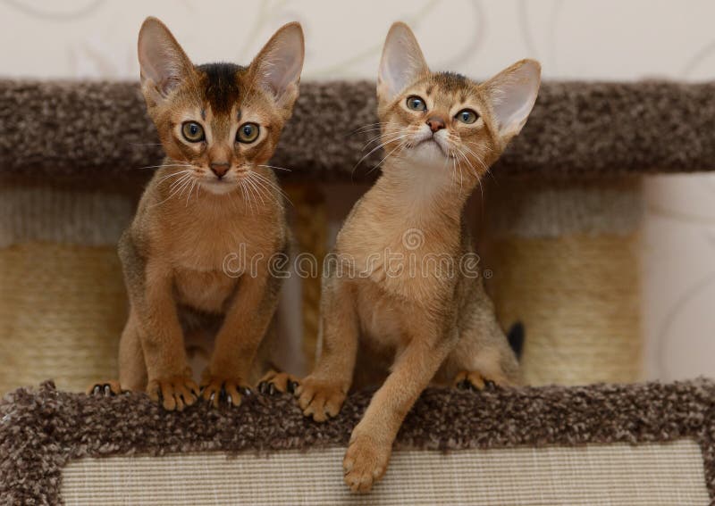 Portrait of a Cute Abyssinian Kitten Stock Image - Image of lovely ...