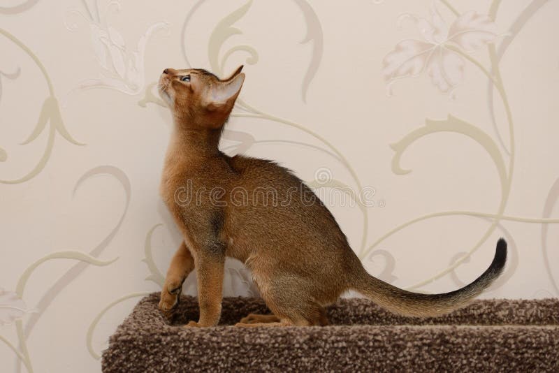Portrait of a Cute Abyssinian Kitten Stock Image - Image of relaxed ...