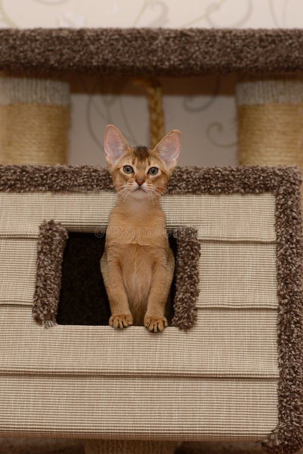 Portrait of a Cute Abyssinian Kitten Stock Photo - Image of fluffy ...