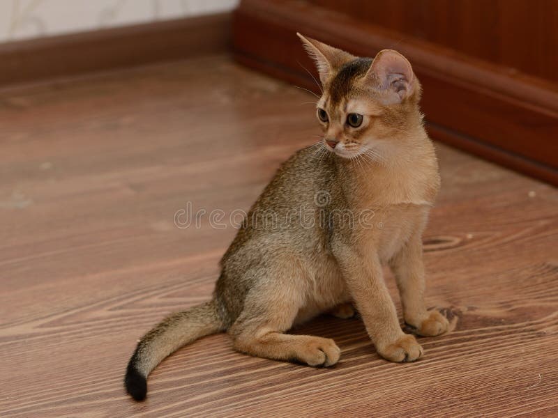 Portrait of a Cute Abyssinian Kitten Stock Image - Image of hair ...
