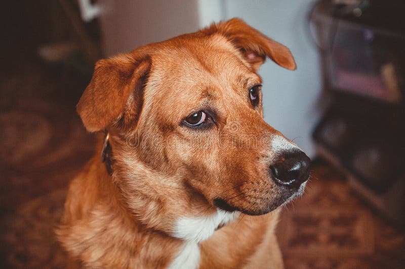 Portrait of a Cute Adopted Ginger Dog at Home Stock Photo - Image of ...