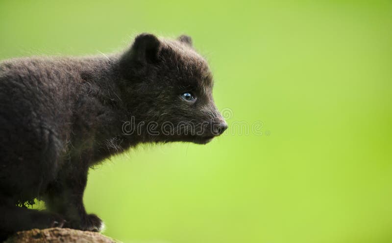Portrait of a Cute Arctic Fox Cub Standing in a Meadow Stock Photo ...