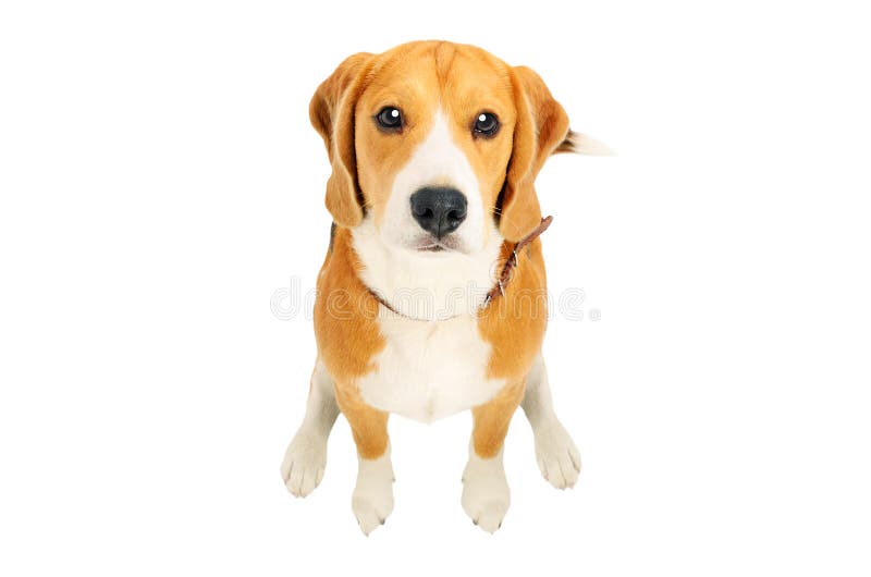 Dog Top View Stock Photos - Download 13,769 Royalty Free Photos