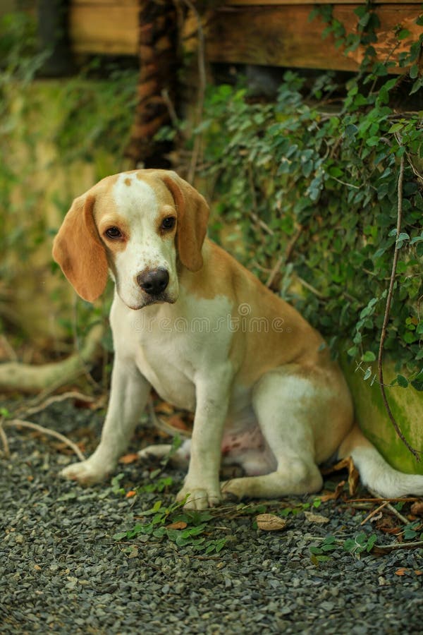 Portrait of a Cute Beagle Dog, Young Brown Beagle. Stock Image - Image ...