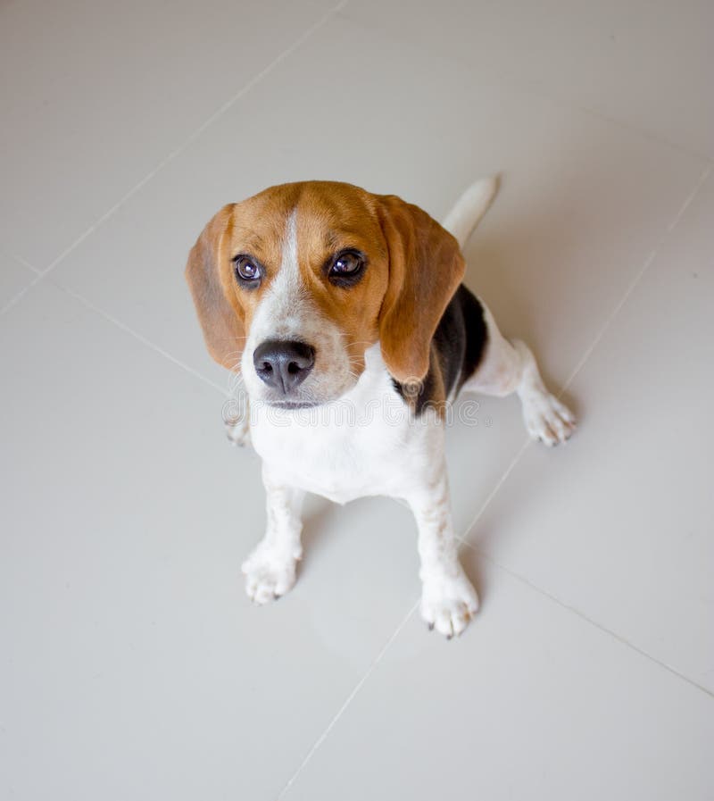 Portrait Cute Beagle Puppy Dog Stock Photo - Image of canine, outdoor ...