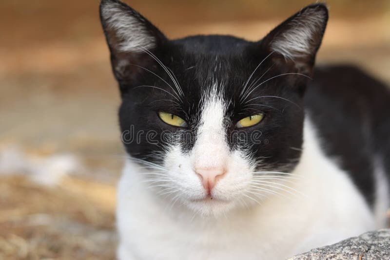 Portrait of a Cute Bicolor Cat. Stock Photo - Image of whisker, kitty ...