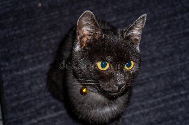 Portrait of a Cute Black Cat on the Carpet Stock Image - Image of domestic, fluffy: 347785571