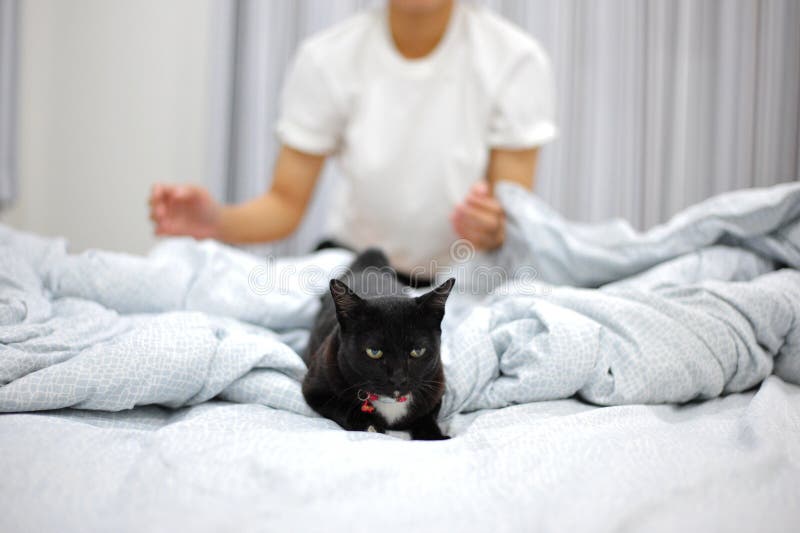 Portrait of Cute Black Cat Looking the Interest Stock Image - Image of ...