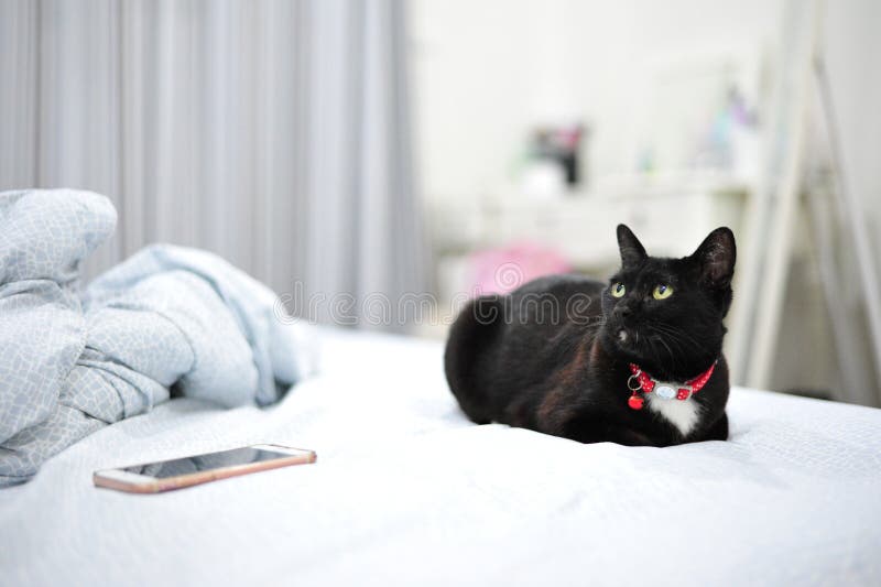 Portrait of Cute Black Cat Looking the Interest Stock Photo - Image of ...