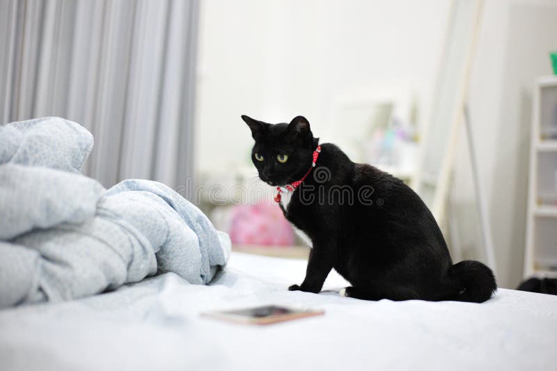 Portrait of Cute Black Cat Looking the Interest Stock Photo - Image of ...