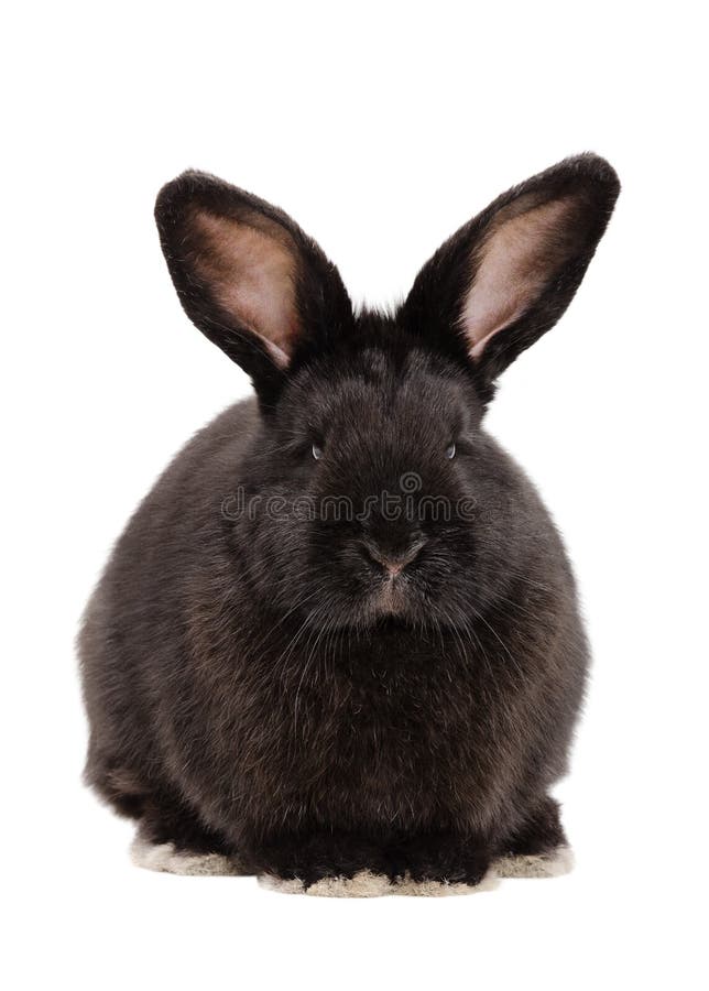 Portrait Of A Cute Black Rabbit Stock Photo - Image of adorable, happy ...