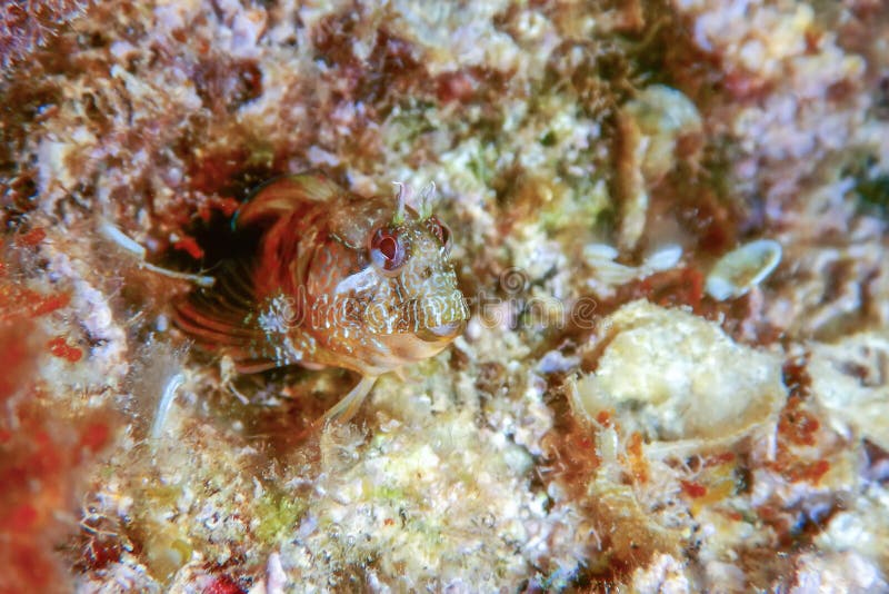 Portrait of Cute Blenny Fish, Close Up Stock Photo - Image of fish ...