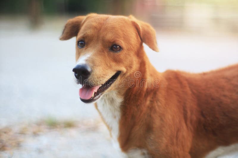 Portrait of a Cute Brown Dog. Stock Image - Image of field, spring ...