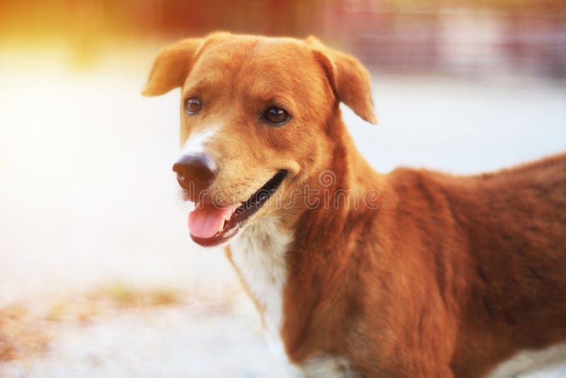 Portrait of a Cute Brown Dog. Stock Photo - Image of happy, animal ...