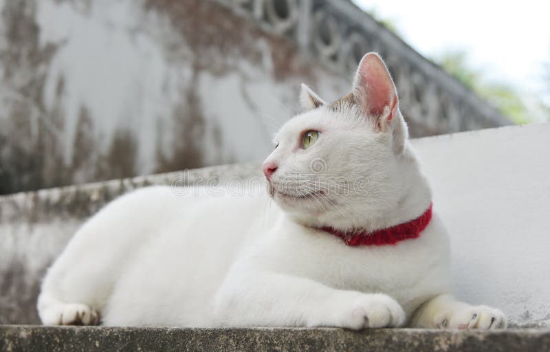 Portrait of Cute Cat Lie Down on Stairway Stock Image - Image of young ... Portrait of Cute Cat Lie Down on Stairway Stock Image - Image of young ...