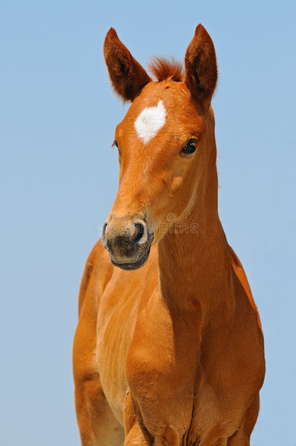 Cute Chestnut Baby Foal Portrait Stock Image - Image of horse, milk ...