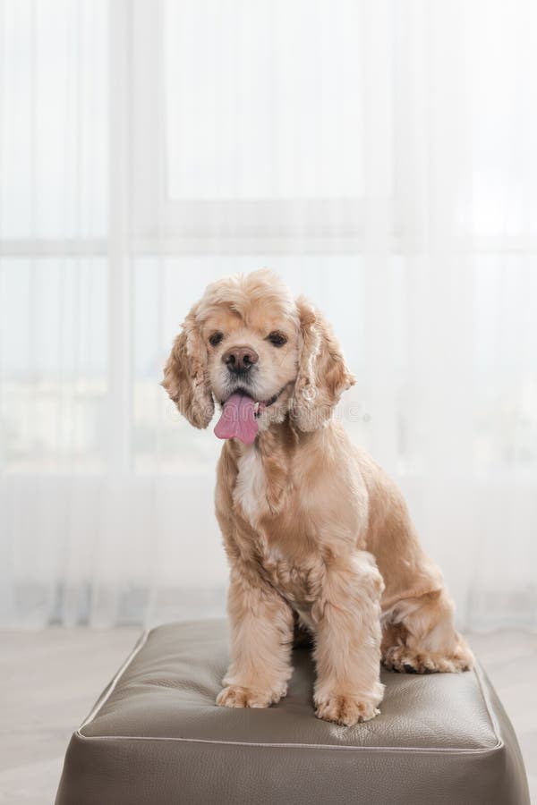 Portrait of Cute Cocker Spaniel at Home Stock Image - Image of pedigree ...
