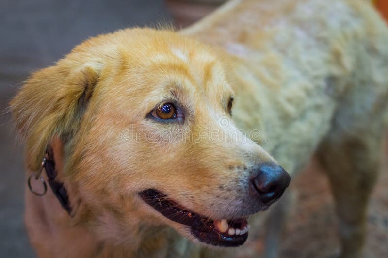 Portrait of a Cute Dog of Unknown Breed Stock Photo - Image of cheerful ...