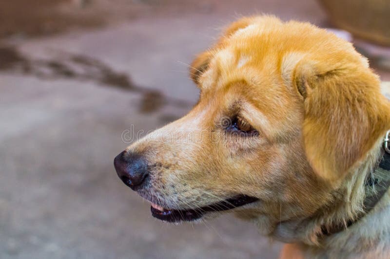 Portrait of a Cute Dog of Unknown Breed Stock Image - Image of domestic ...