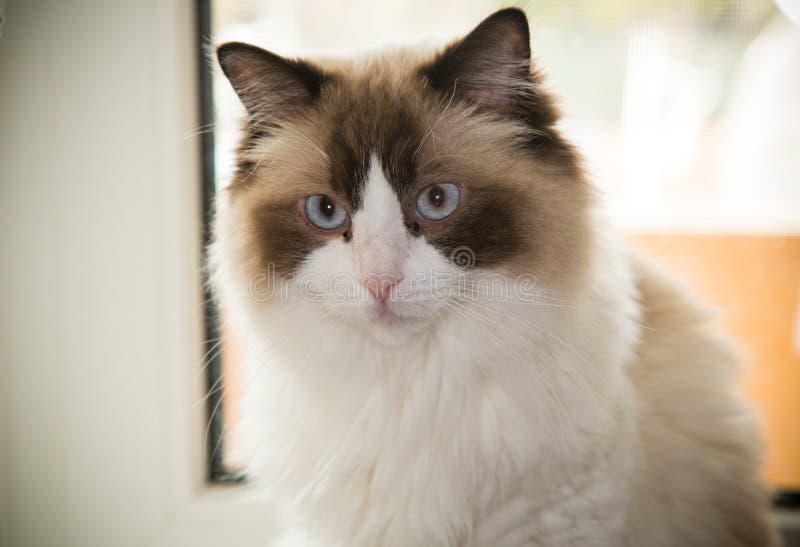 Portrait of a Cute Domestic Cat, Ragdoll Breed Stock Photo - Image of ...