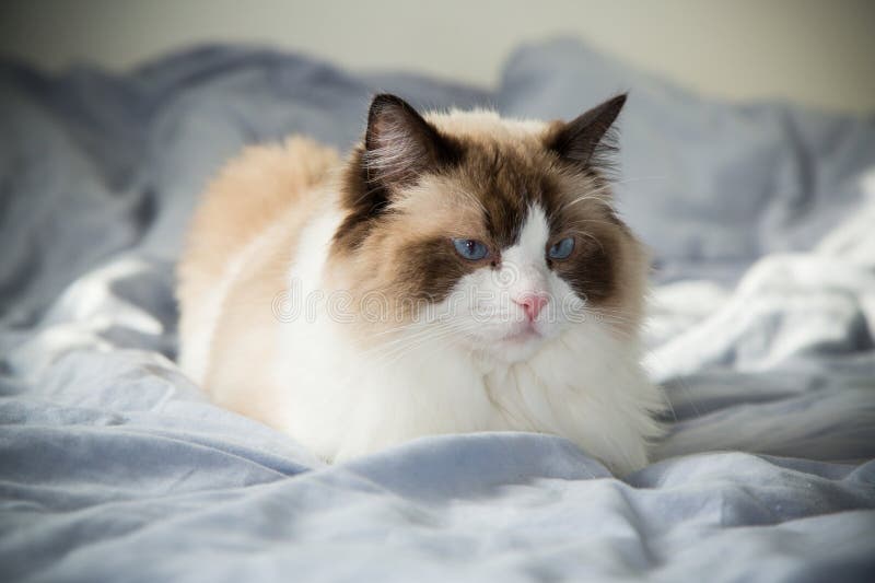 Portrait of a Cute Domestic Cat, Ragdoll Breed Stock Image - Image of ...