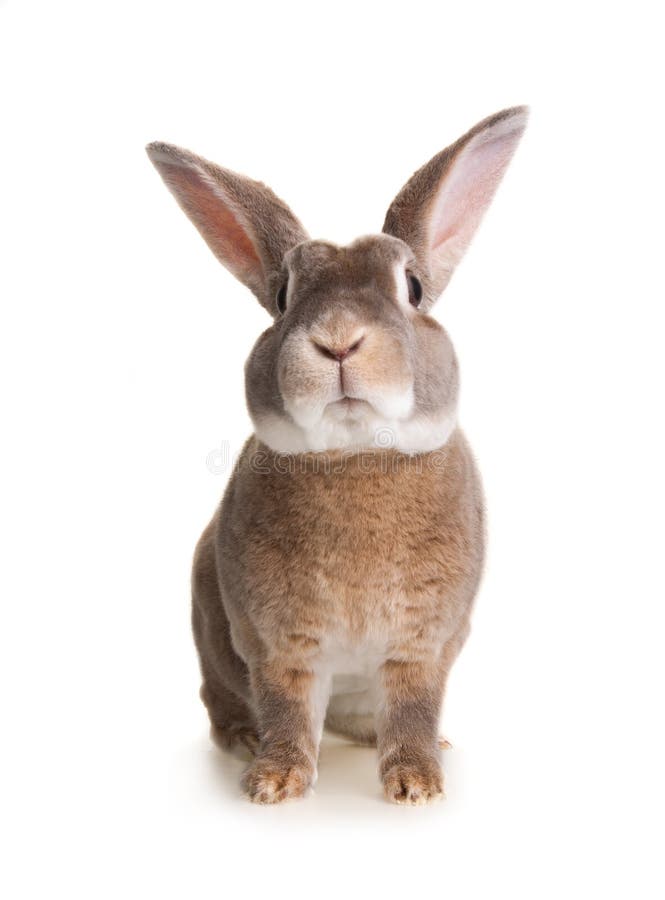 Portrait of a Cute Domestic Rabbit Stock Image - Image of light, cute ...