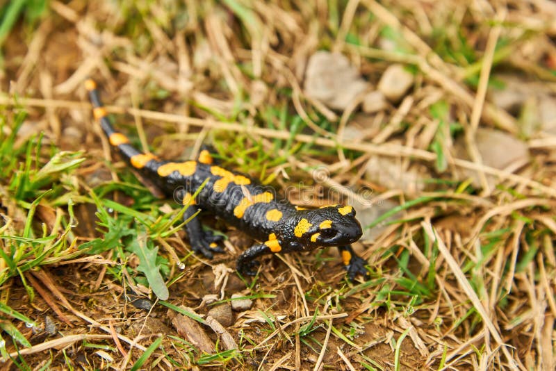 Portrait of Cute Fire Spotted Salamander Stock Photo - Image of ...