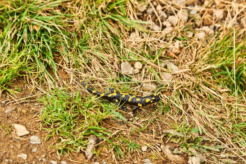 Portrait of Cute Fire Spotted Salamander Stock Image - Image of moss ...