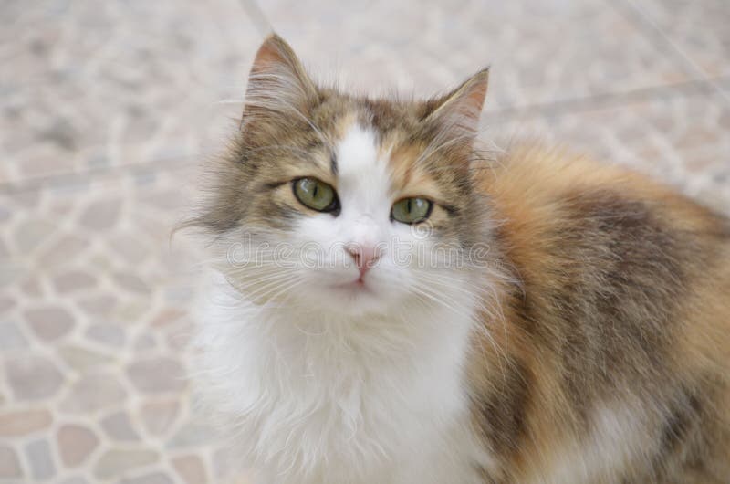 Portrait of a Cute, Fluffy, Baby Cat Stock Photo - Image of pretty ...