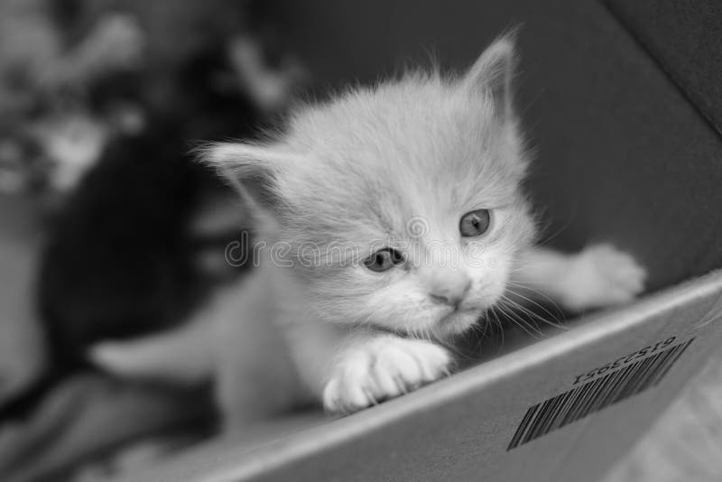 Cat Barcode Stock Photos - Free & Royalty-Free Stock Photos from Dreamstime