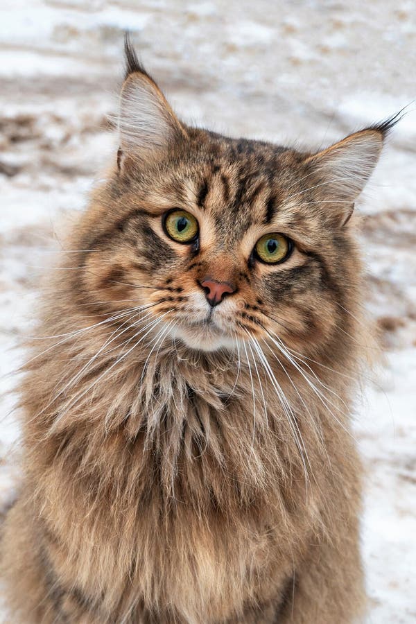 Portrait of a Cute Fluffy Kitty in Close-up. Pet Concept Stock Image ...