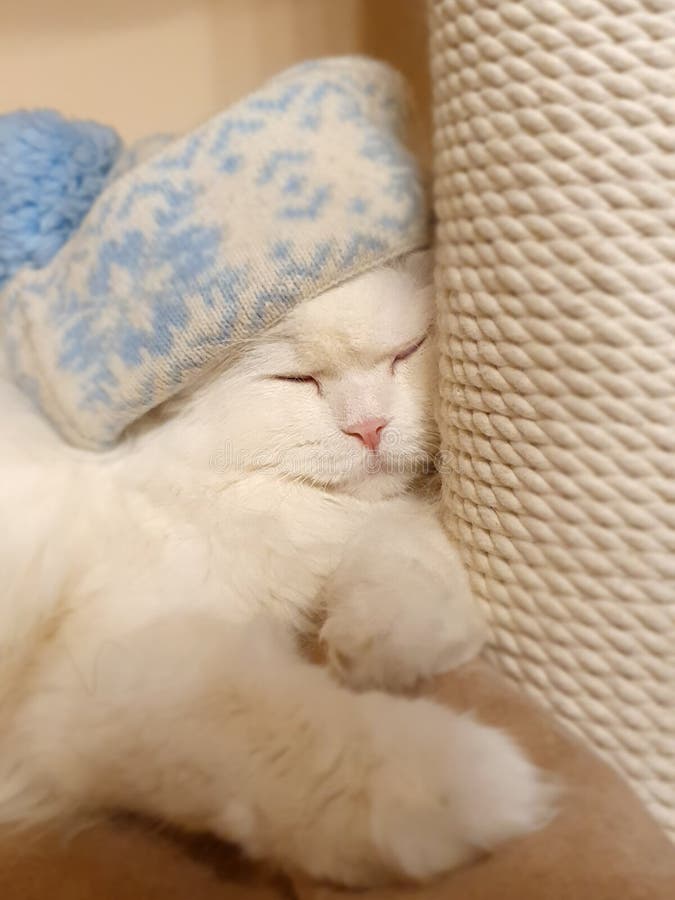 Portrait of a Cute, Fluffy, Sleeping White Cat in a Blue Hat, Close-up ...
