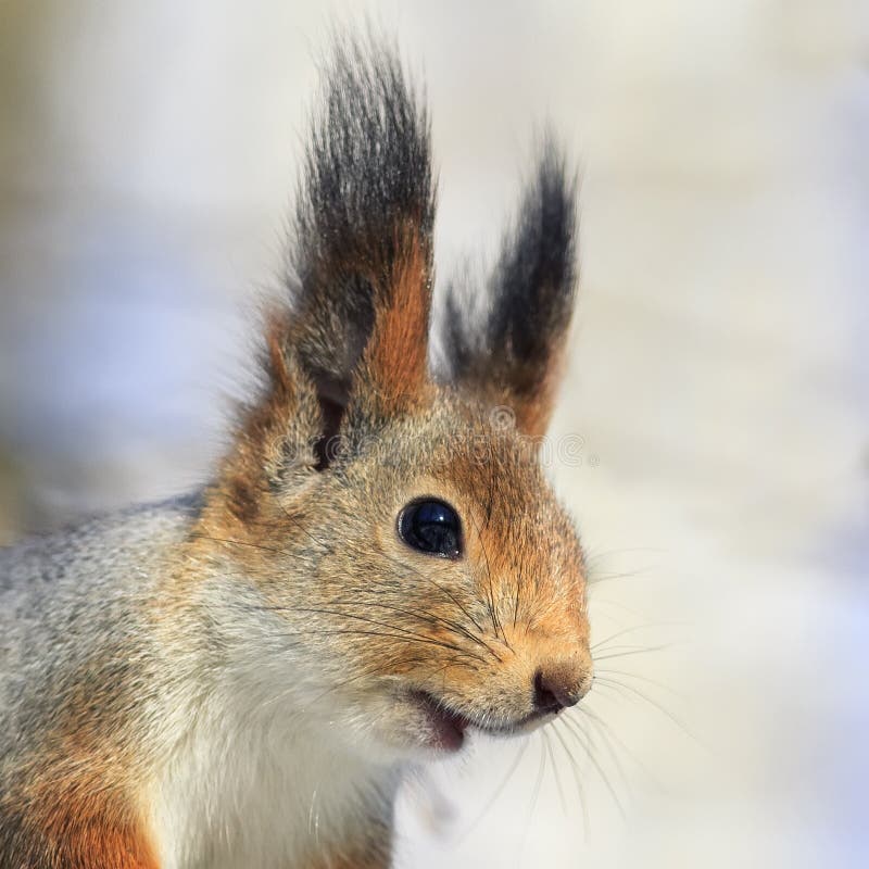 Portrait of a Cute Fluffy Squirrels Stock Image - Image of beautiful, nature: 68637259