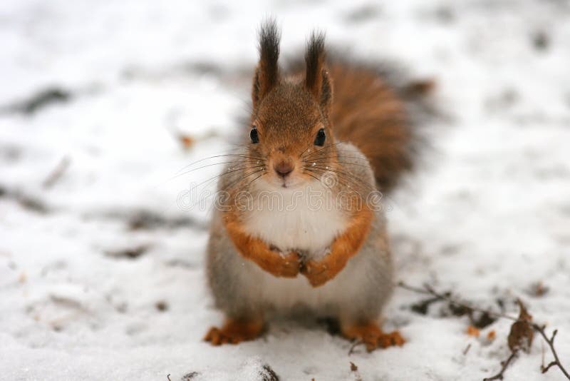 Portrait of a Cute Fluffy Squirrels Stock Image - Image of white, looking: 68637353