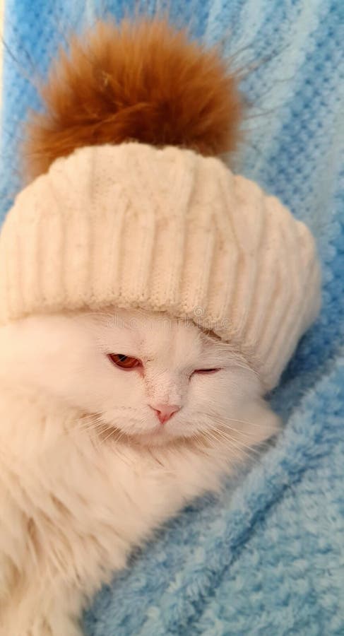 Portrait of a Cute, Fluffy, White Cat in a Hat, Close-up. Stock Photo ...