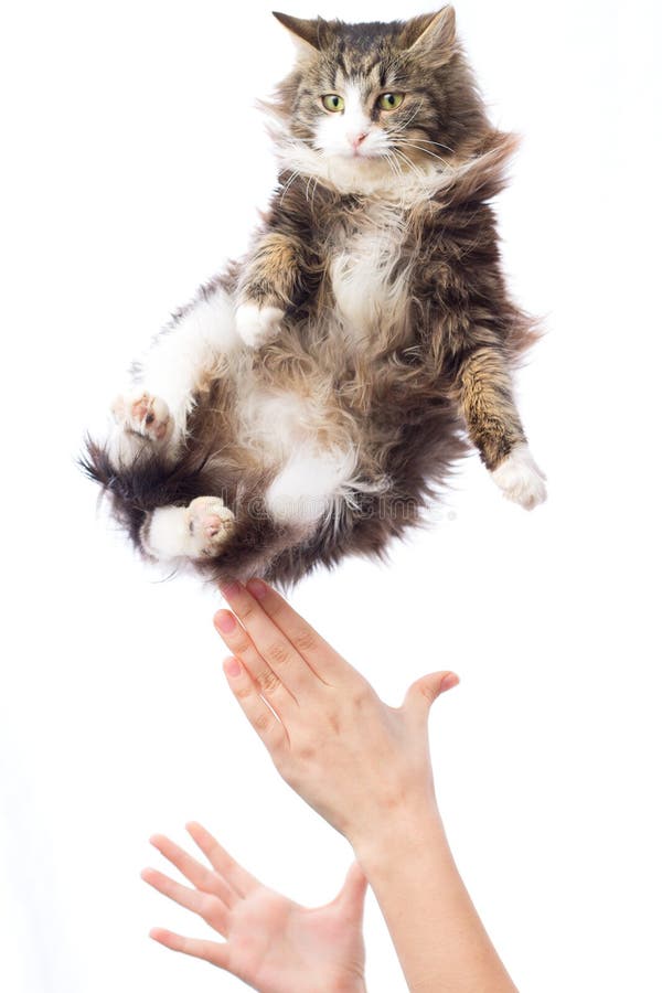 Portrait of a Cute Flying Fluffy Kitten Stock Image - Image of isolated ...