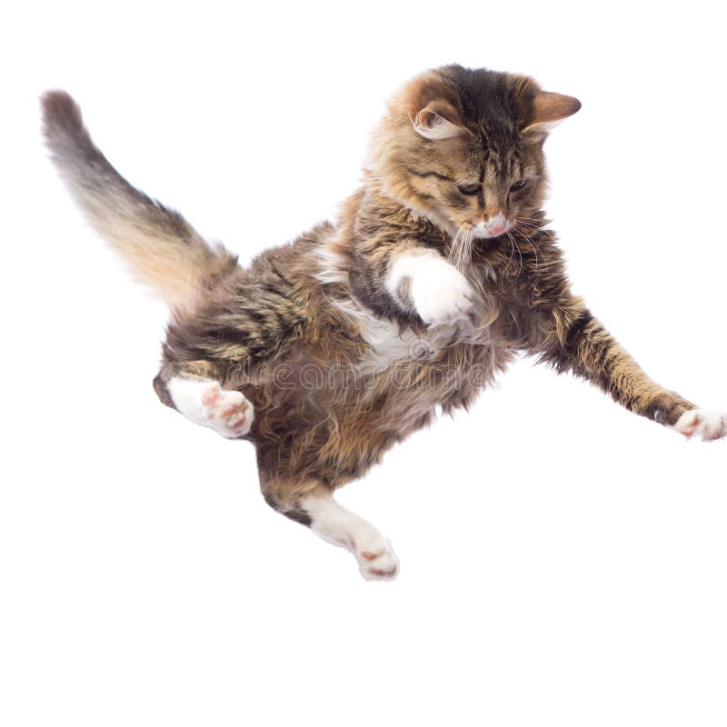 Portrait of a Cute Flying Fluffy Kitten Stock Photo - Image of frisky ...