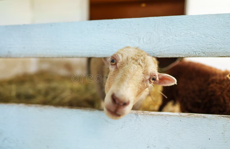 Portrait of a Cute Funny Lamb Stock Image - Image of domestic, rural ...