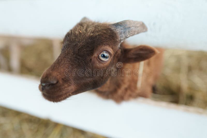 Portrait of a Cute Funny Lamb Stock Photo - Image of funny, pets: 239570518