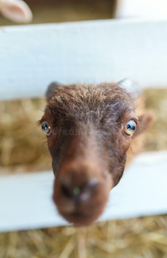 Portrait of a Cute Funny Lamb Stock Image - Image of lamb, innocence ...