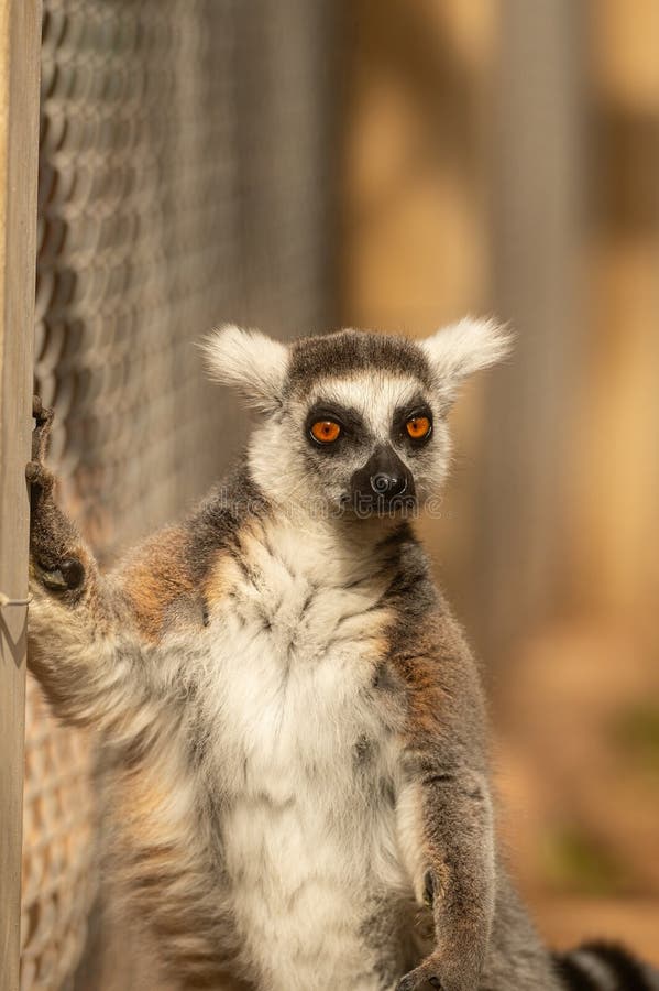 A Portrait of a Cute and Funny Lemur. Lemur Catta Stock Image - Image ...